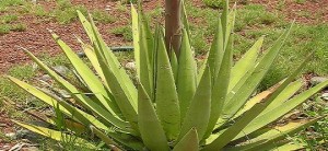 lechuguilla – Imagen Agropecuaria