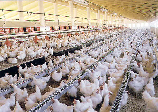 Industria alimentaria avanza en demandar mejor trato a animales ...