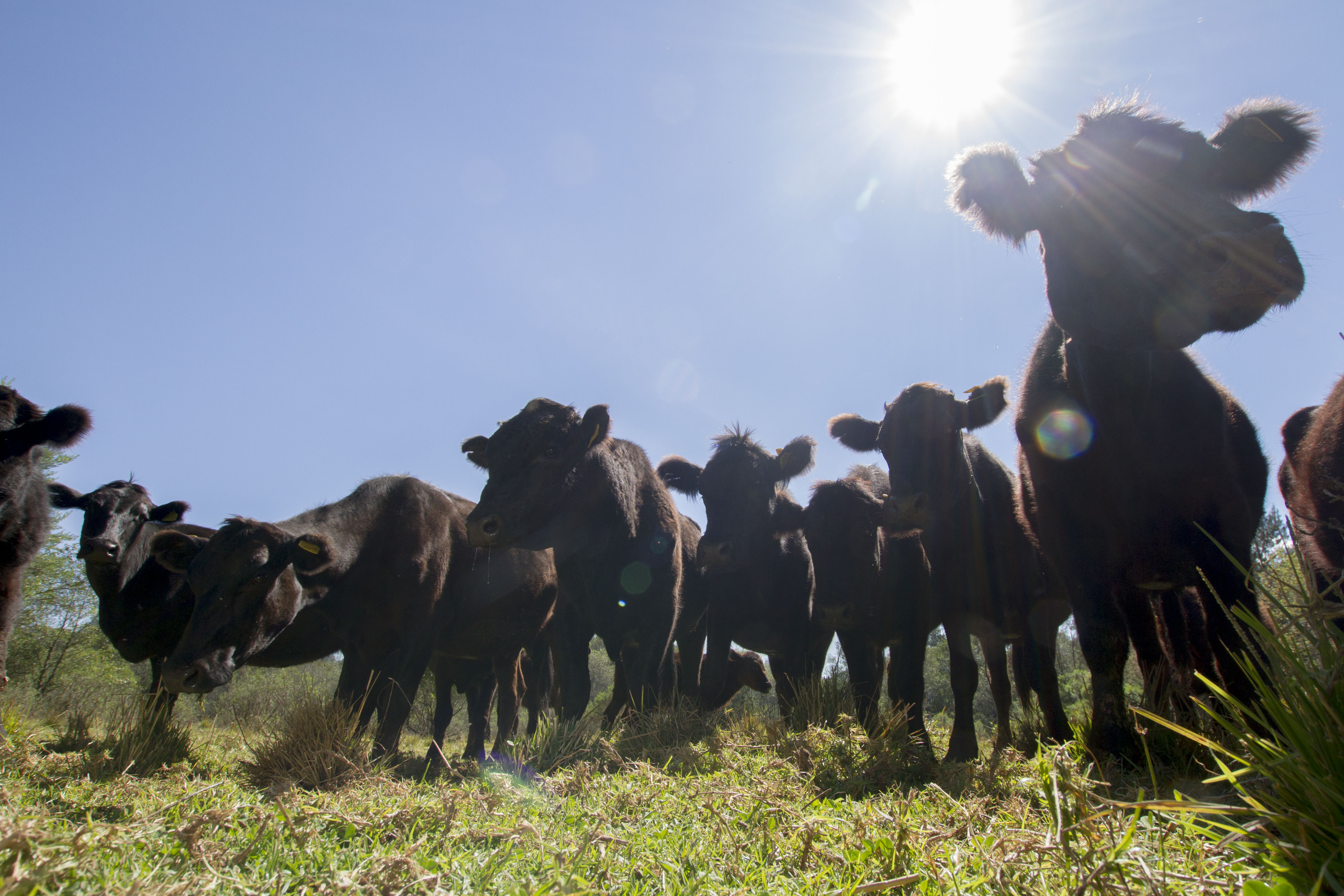 Agroimagen – Imagen Agropecuaria