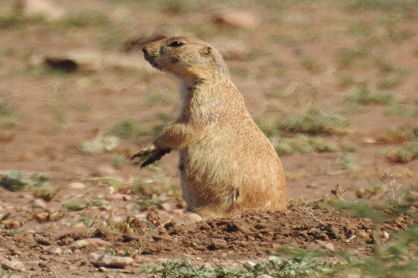 Perrito llanero un gran ecologista – Imagen Agropecuaria