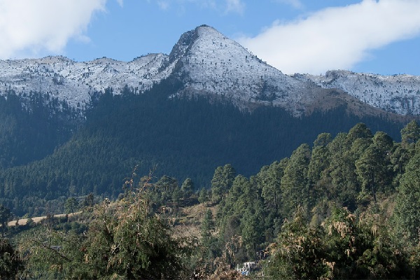En recuperación zona boscosa del centro de México – Imagen Agropecuaria
