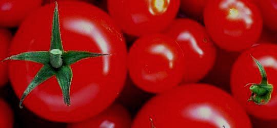 Tomate de Sinaloa sin afectaciones significativas por paso de “Manuel ...