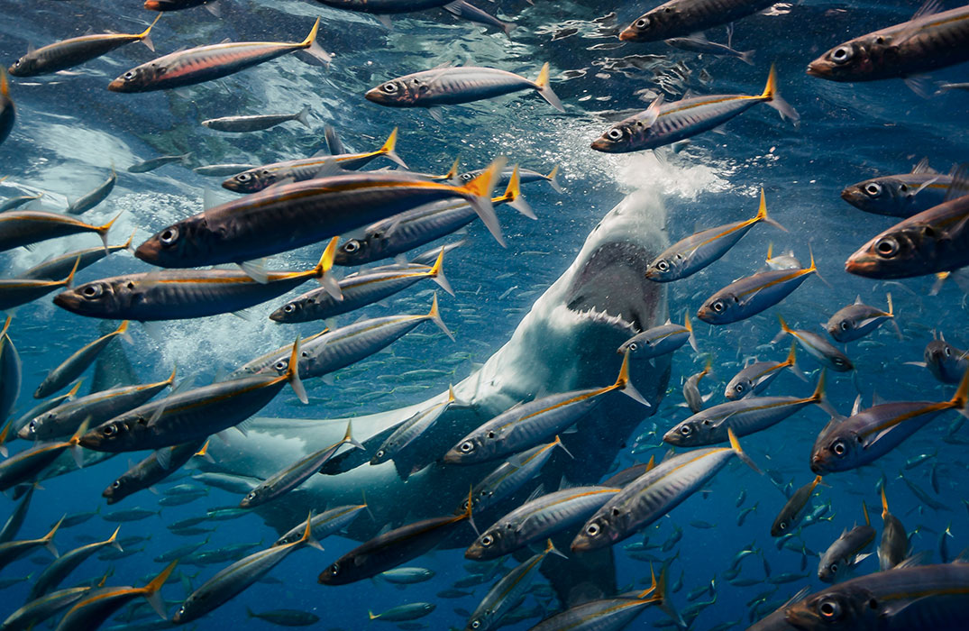 foto tiburones – Imagen Agropecuaria
