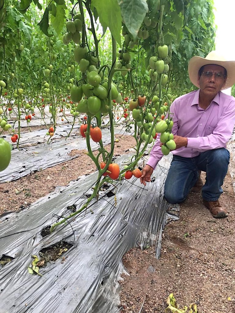 Producción de jitomate orgánico en invernadero, oportunidad rentable ...