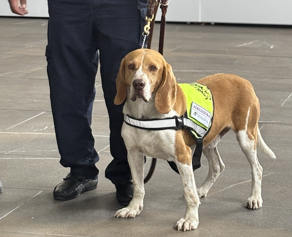 Olfatos caninos detectan plagas y enfermedades que pueden devastar ...