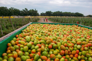 Ante caída productiva y aumento en precio del tomate, anuncia gobierno ...